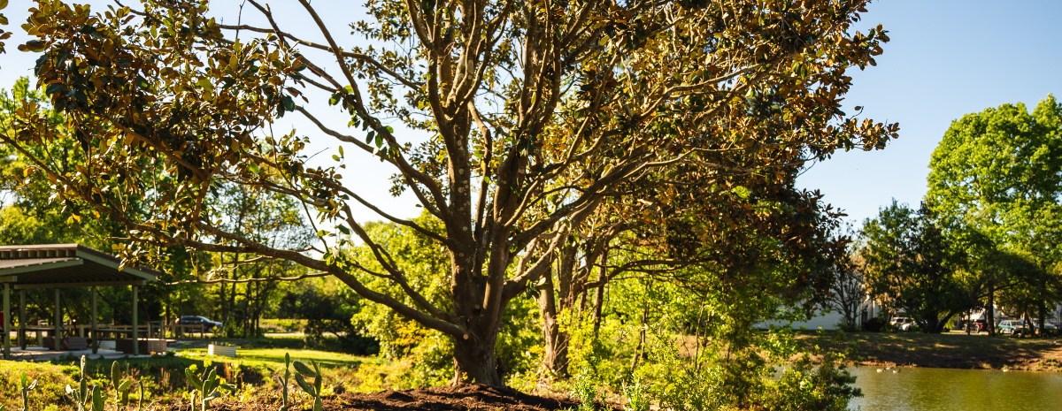 Charleston Trees Native Tree Giveaway